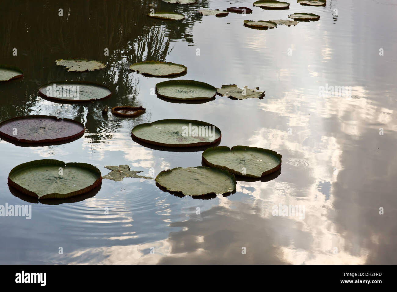 leaf of lotus Stock Photo - Alamy