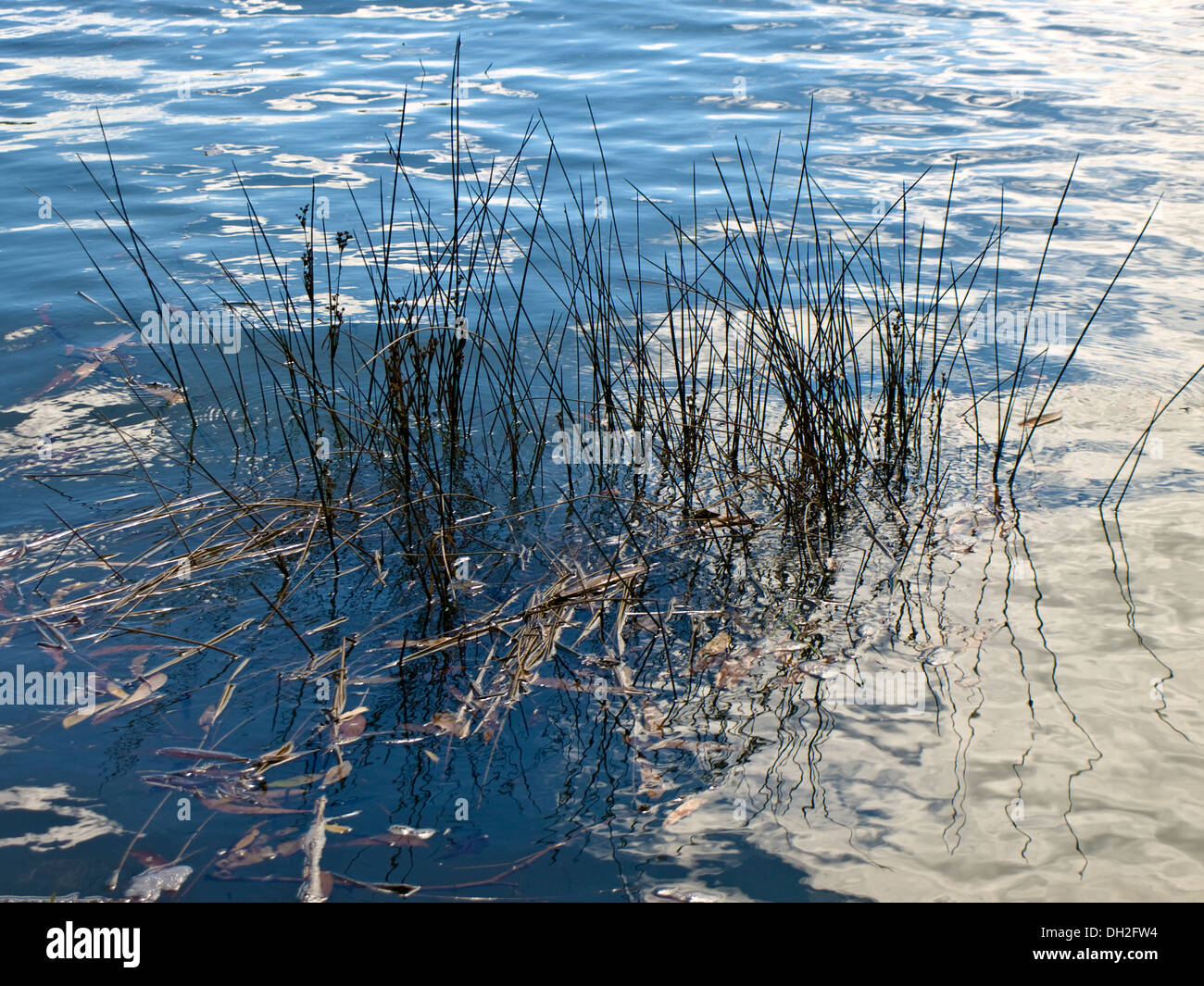 Reeds in water Stock Photo - Alamy