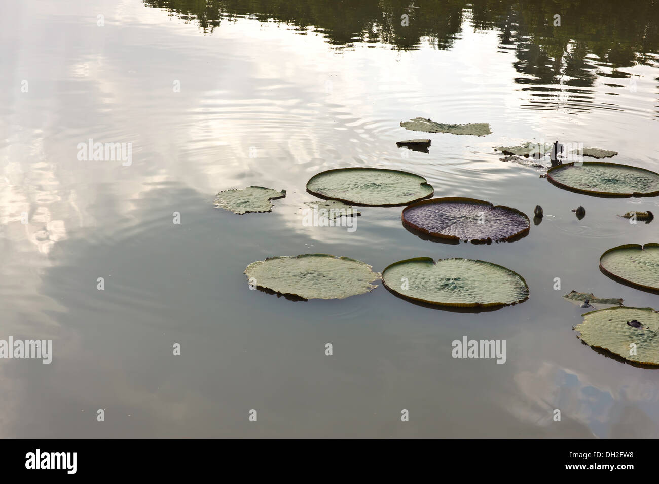 leaf of lotus Stock Photo - Alamy