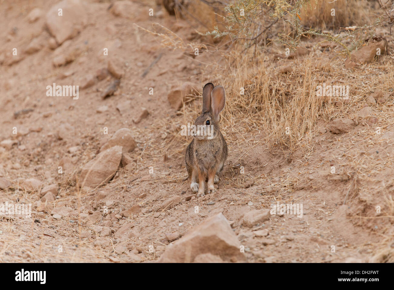 Wild Cottontail rabbit - California, USA Stock Photo - Alamy
