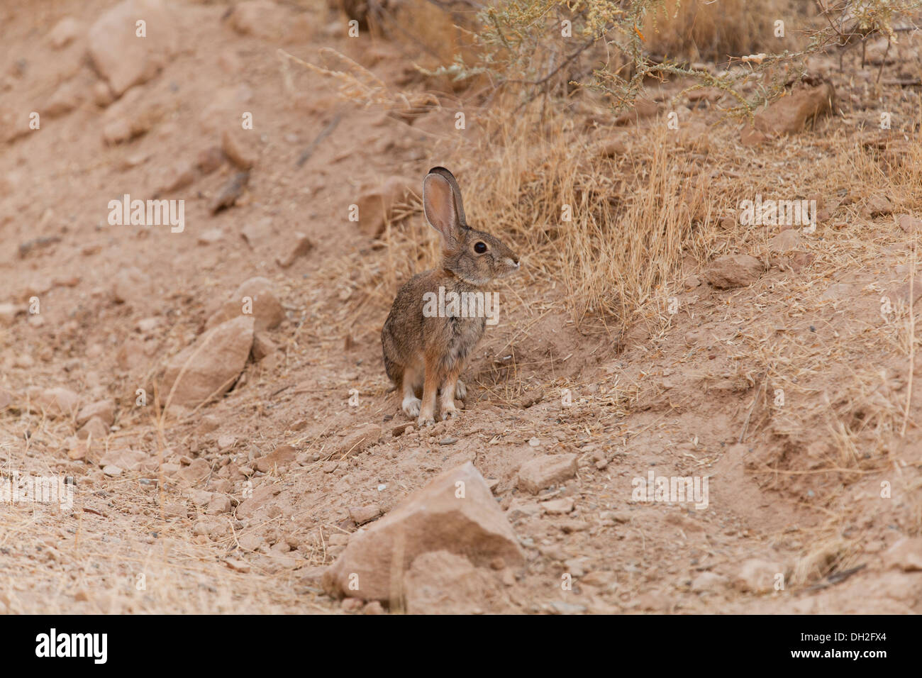 Desert cotton tail hi-res stock photography and images - Alamy