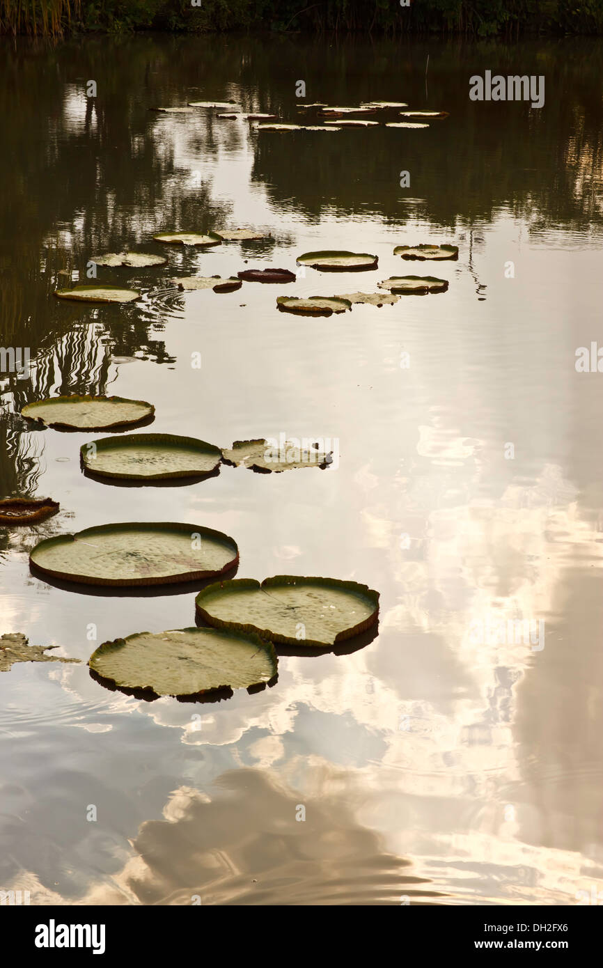 leaf of lotus Stock Photo - Alamy