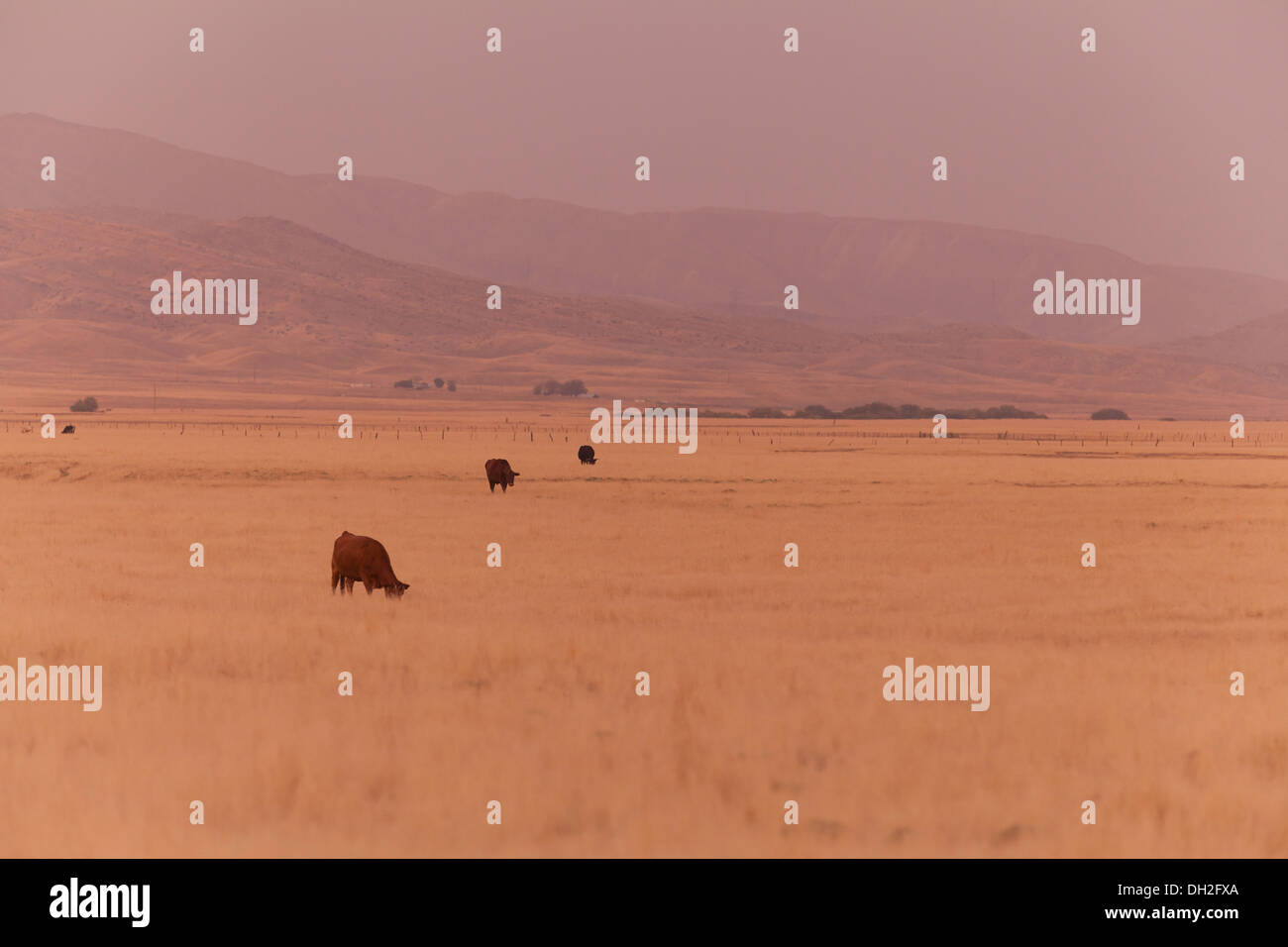 Range cattle hi-res stock photography and images - Alamy
