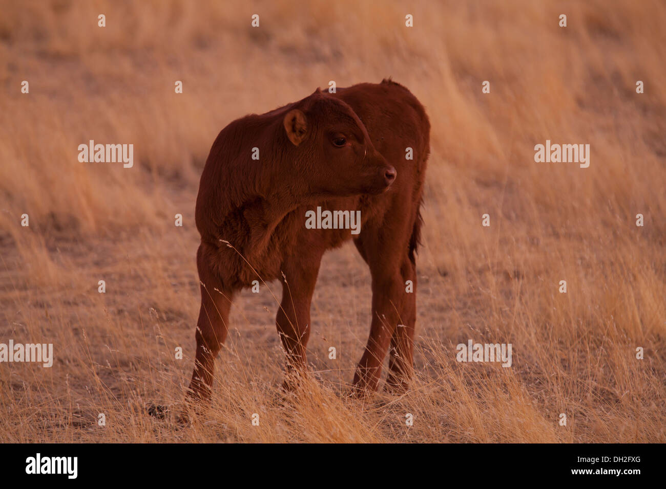 Coalinga hi-res stock photography and images - Alamy