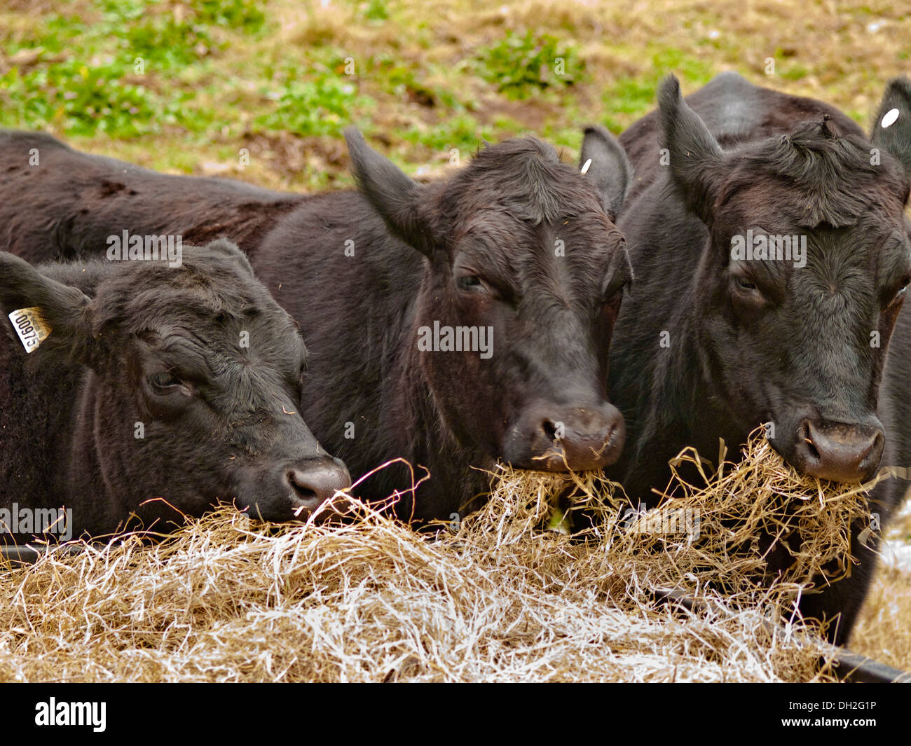 Steers cattle hi-res stock photography and images - Alamy