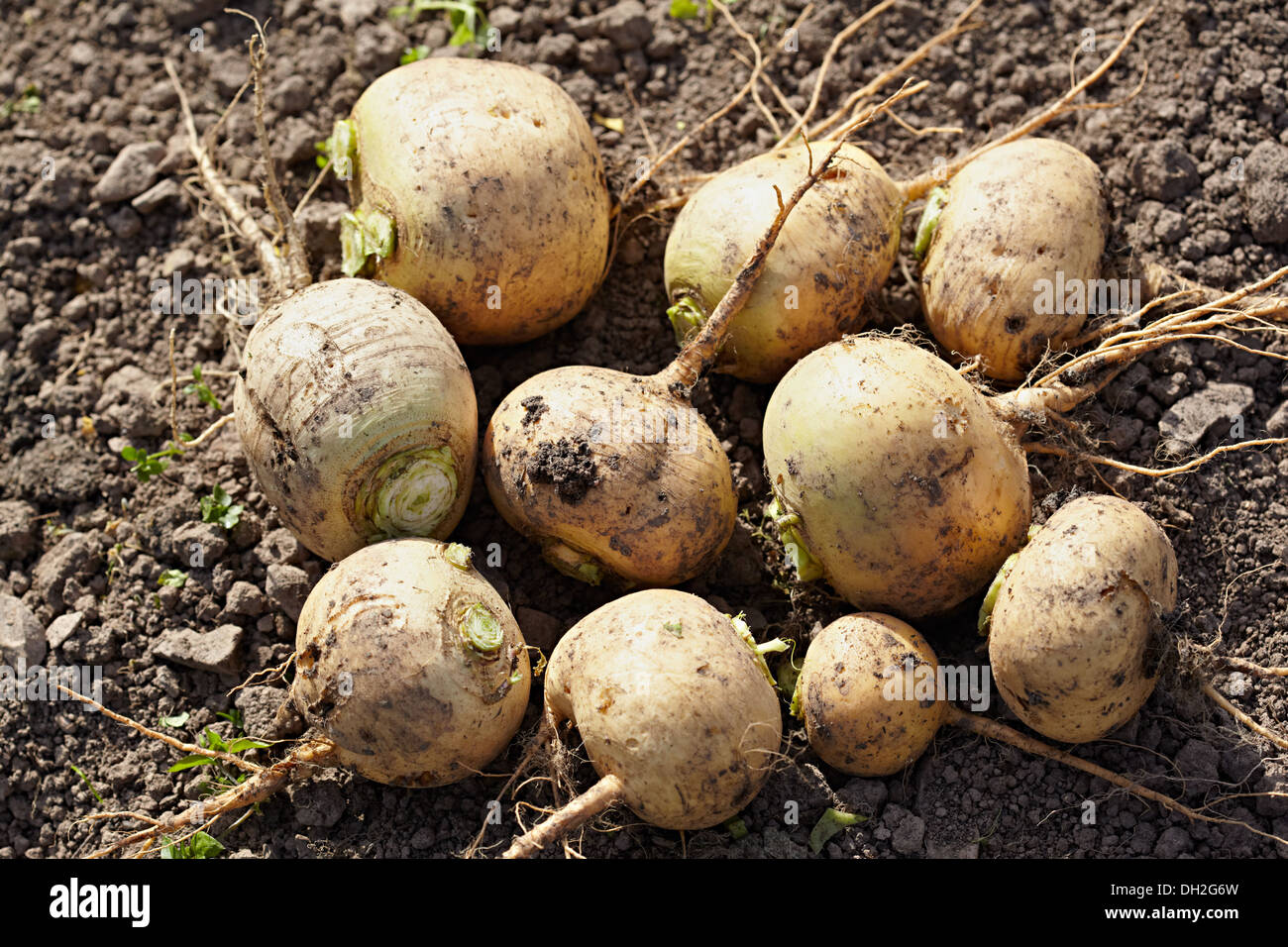 Turnip hi-res stock photography and images - Alamy