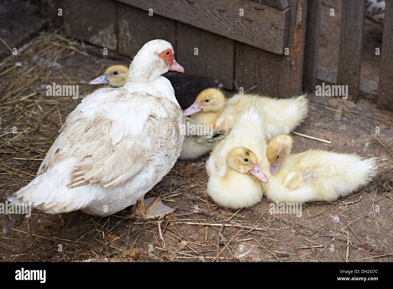 Mother and baby duck hi-res stock photography and images - Alamy