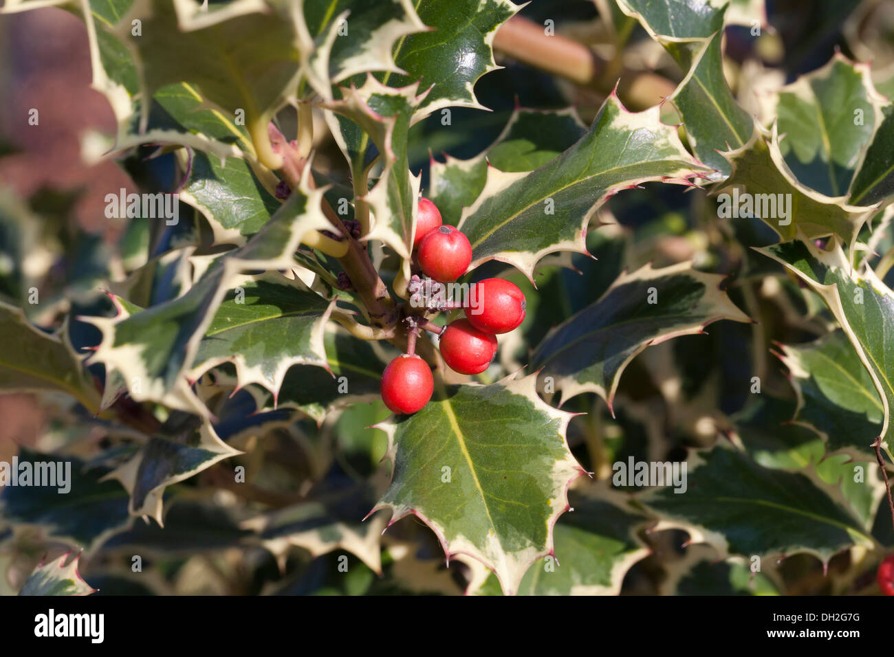 Variegated English Holly (Ilex aquifolium - Argentea Marginata) leaves ...