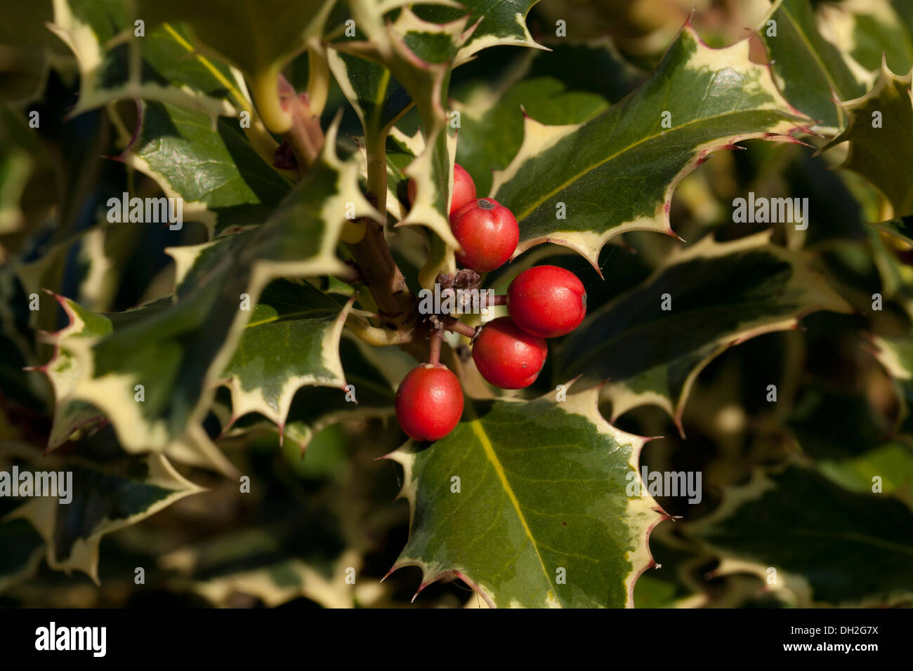 Variegated holly ilex aquifolium hi-res stock photography and images ...