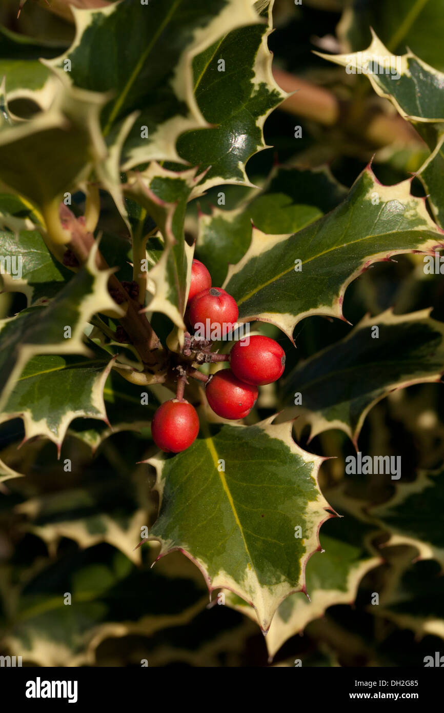 Variegated holly ilex aquifolium hi-res stock photography and images ...