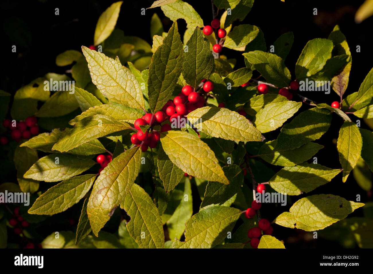 Winterberry Holly (Ilex Verticillata) - Winter Red shrub leaves and ...