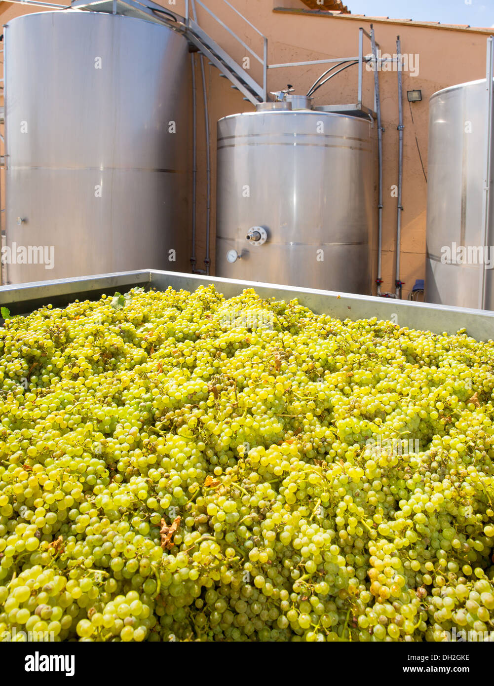 chardonnay winemaking with grapes and Fermentation stainless steel ...