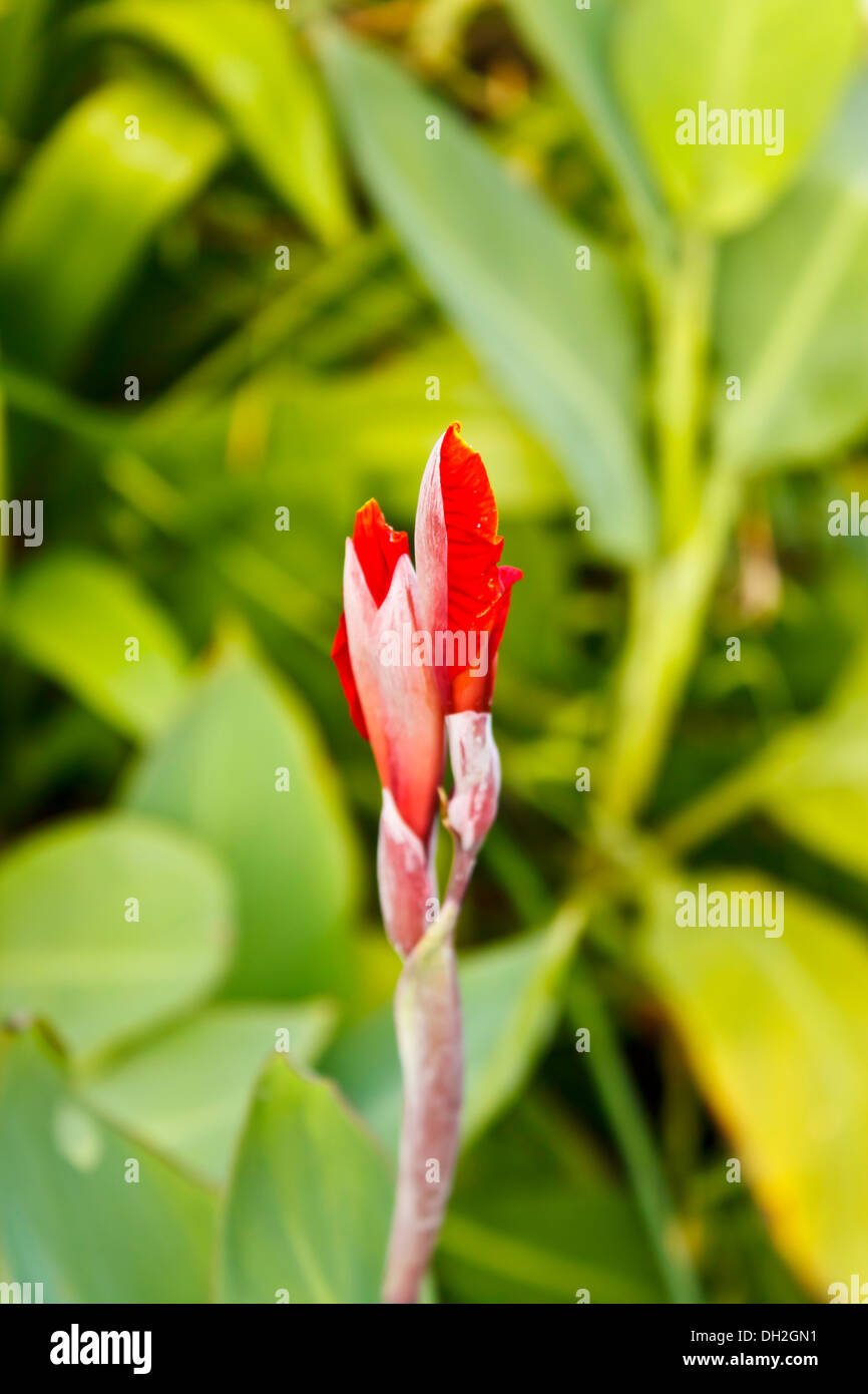 Computer generated flower hi-res stock photography and images - Alamy
