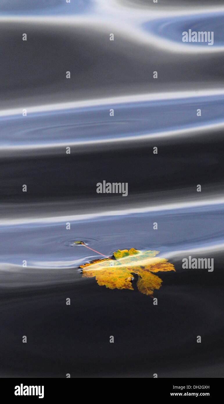 Aitrang, Germany. 29th Oct, 2013. An autumn leaf floats on the dark ...