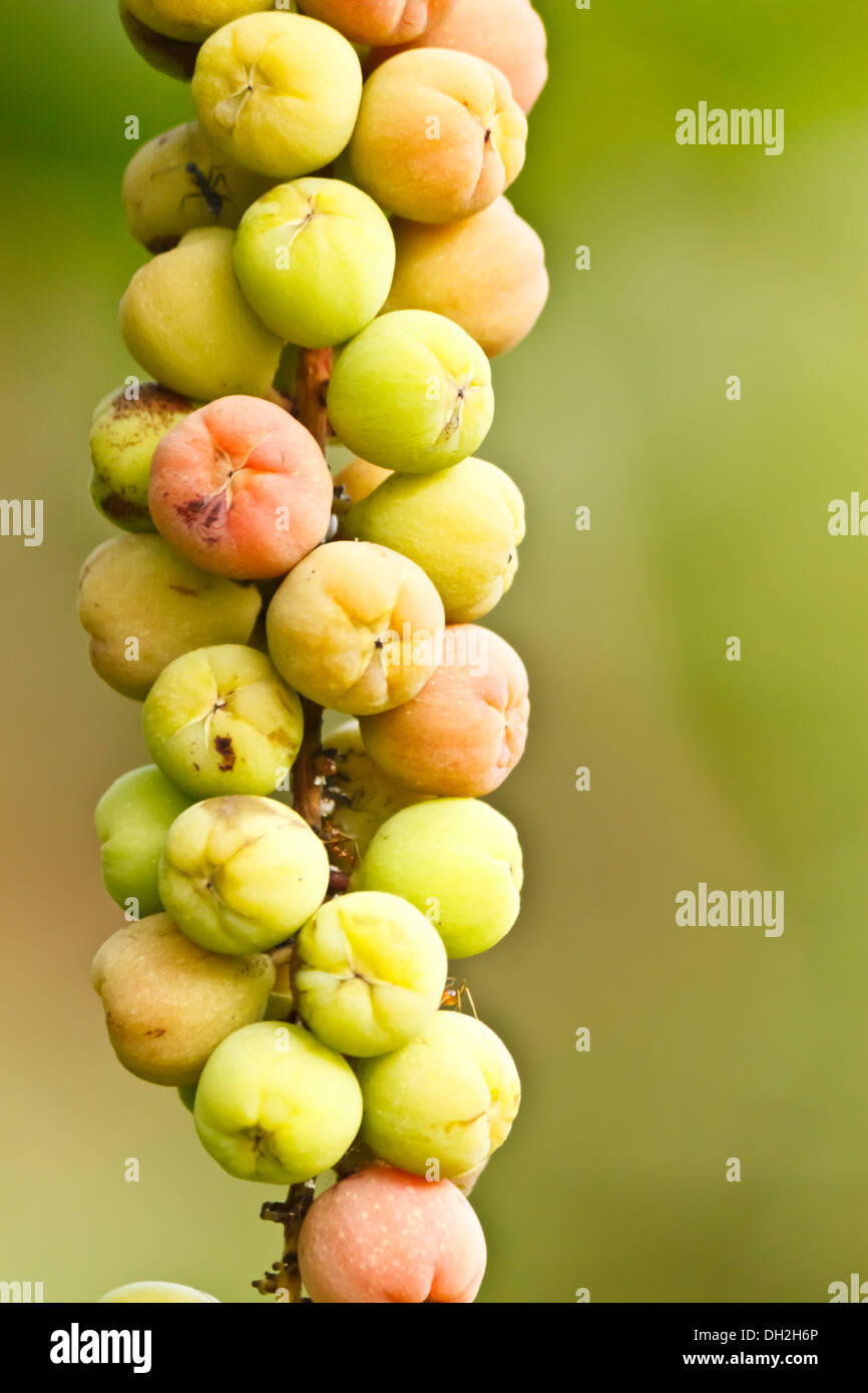Plane food fruit hi-res stock photography and images - Alamy