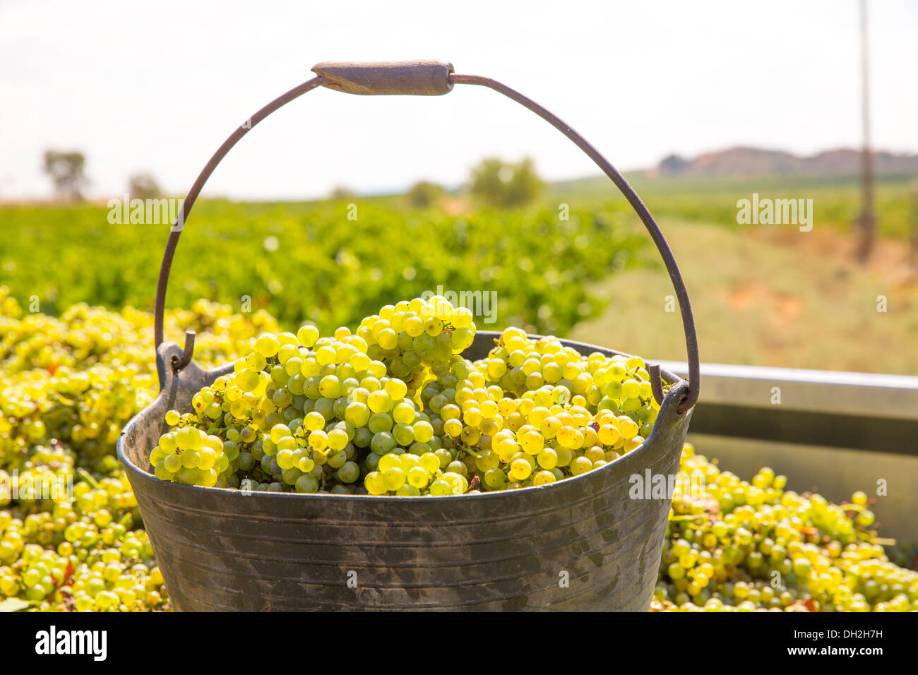 chardonnay harvesting with wine grapes harvest in Mediterranean Stock ...