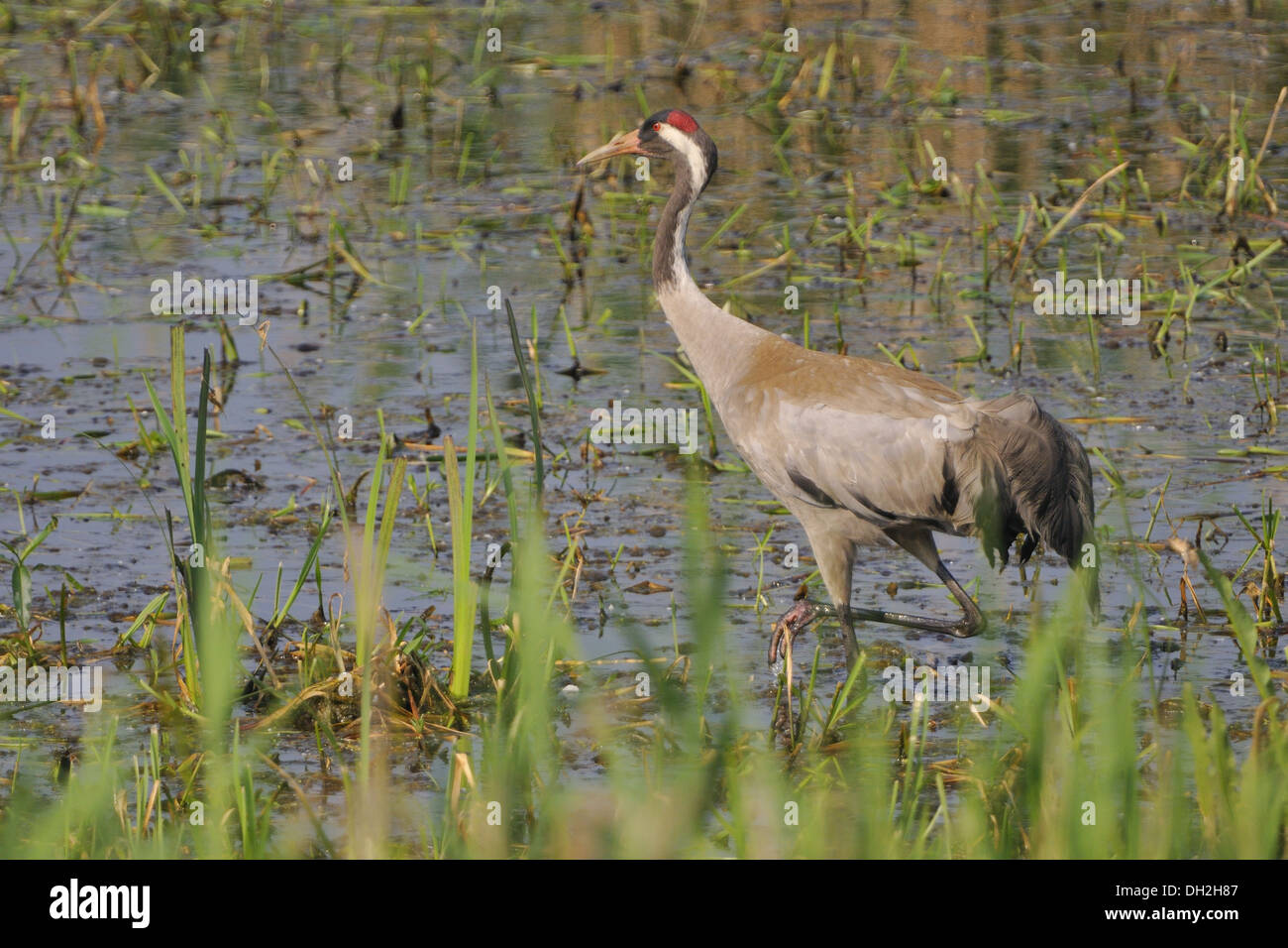 Grau krani hi-res stock photography and images - Alamy