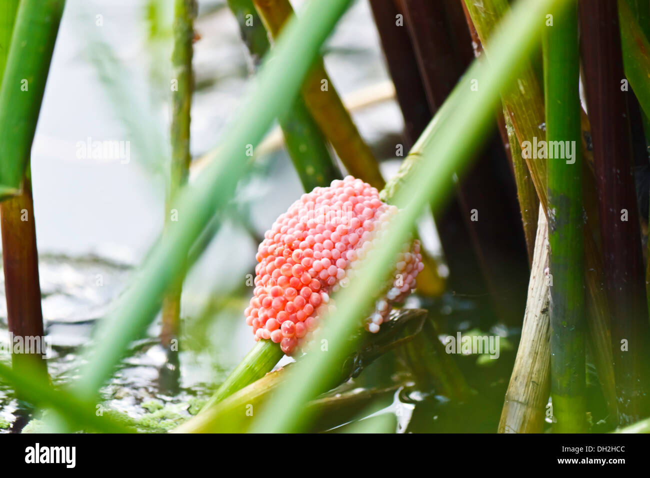 Starfish egg hi-res stock photography and images - Alamy