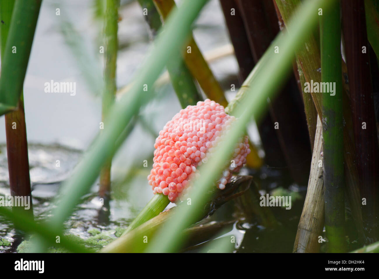 Starfish egg hi-res stock photography and images - Alamy