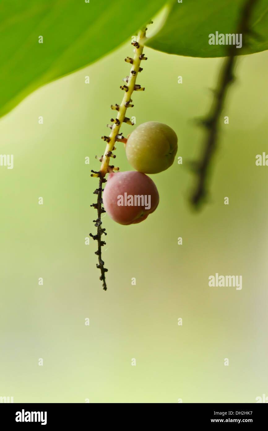 Digital image of fruit hi-res stock photography and images - Alamy