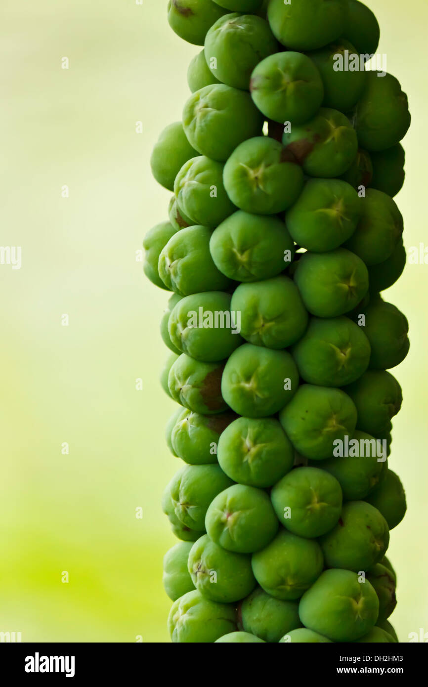 Green fruit hi-res stock photography and images - Alamy