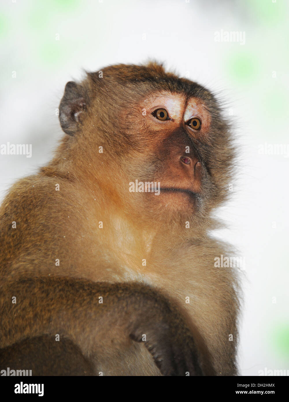 Little monkey with big monkey hi-res stock photography and images - Alamy