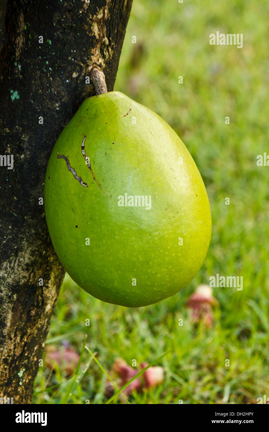 fruit on tree Stock Photo - Alamy