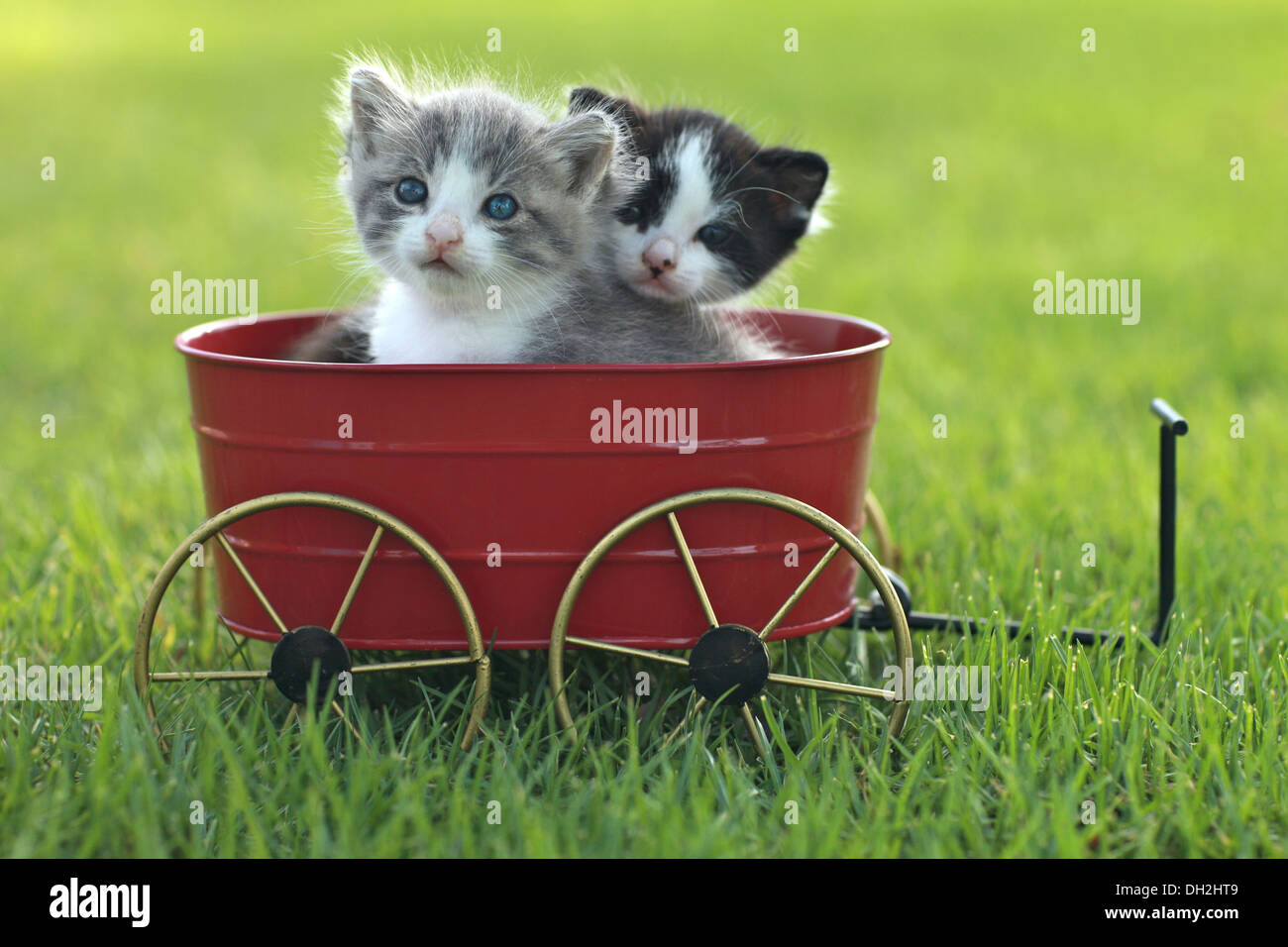 Cute Little Kittens Outdoors in Natural Light Stock Photo - Alamy