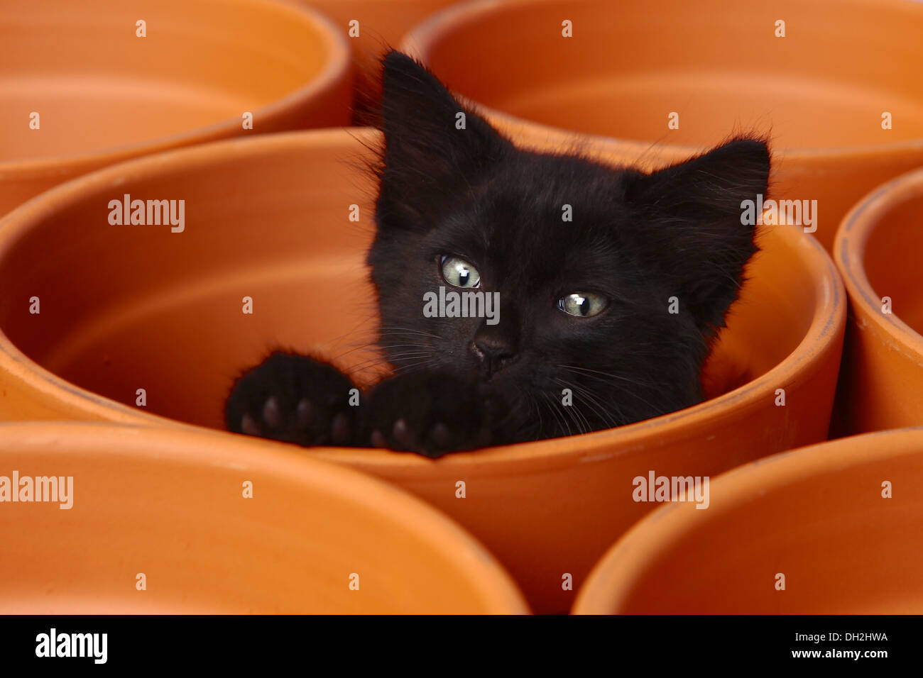 Cute Kitten Inside a Clay Pot Stock Photo - Alamy