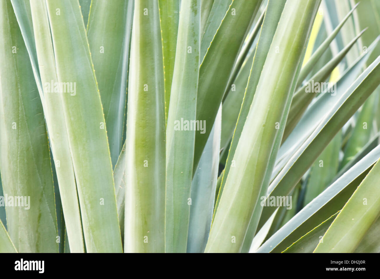 Tropical herb plant hi-res stock photography and images - Alamy