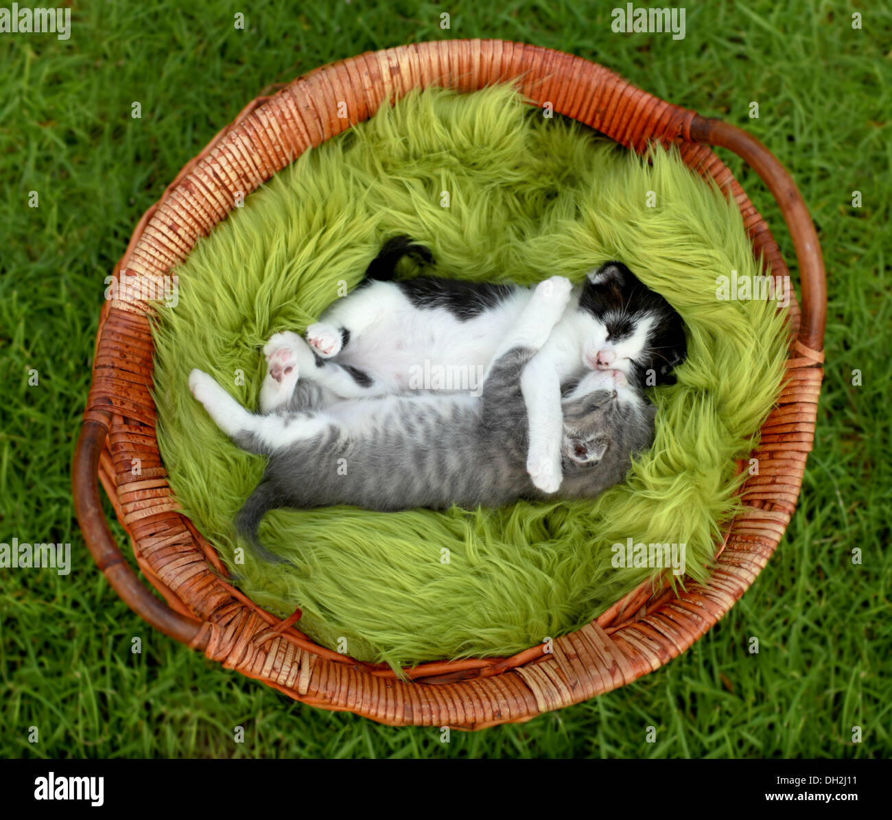 Cute Little Kittens Outdoors in Natural Light Stock Photo - Alamy