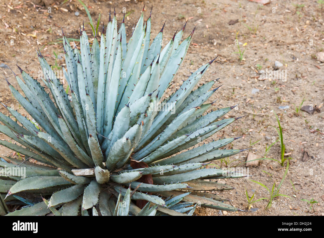 Tropical herb plant hi-res stock photography and images - Alamy
