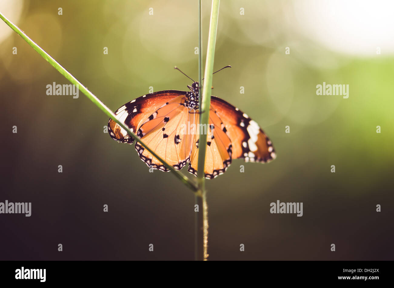 Little butterfly in the nature or in the garden Stock Photo - Alamy