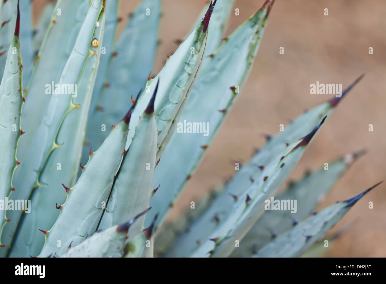 Tropical herb plant hi-res stock photography and images - Alamy