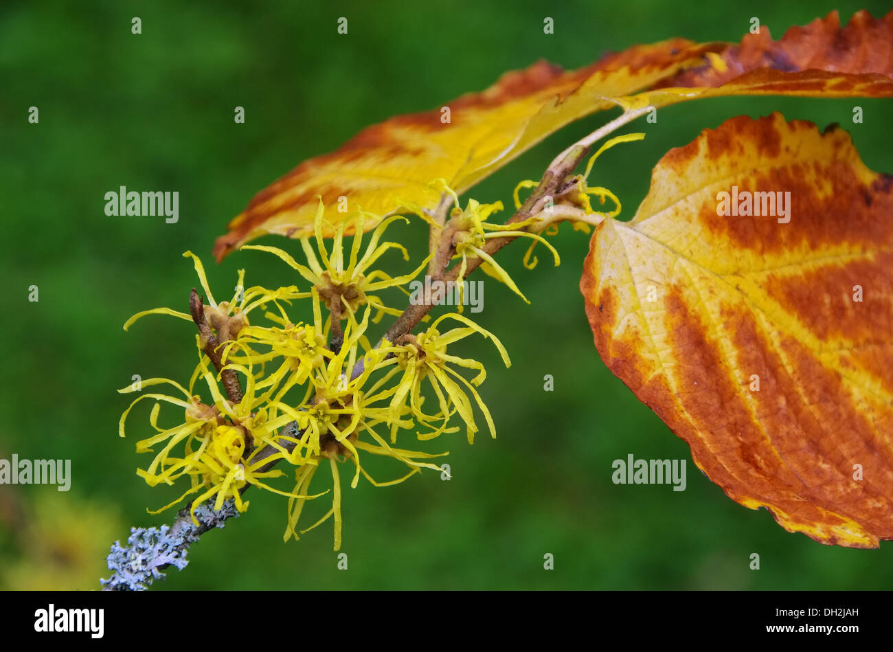 Hamamelis virginiana 10 Stock Photo - Alamy