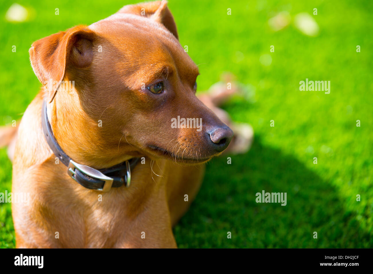 Mini pinscher brown little dog portrait lying in lawn relaxed Stock ...