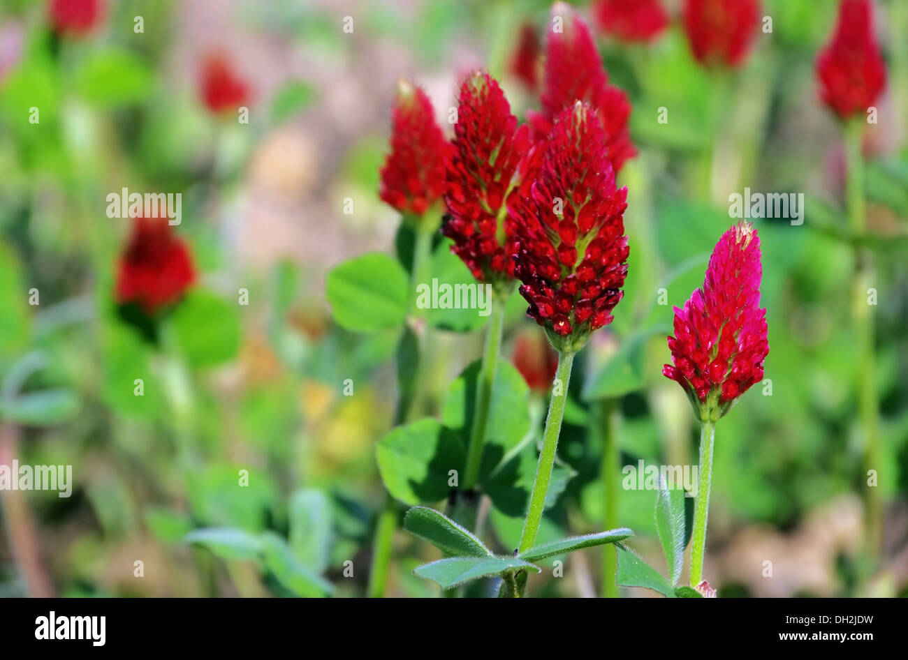 Crimson italian clover hi-res stock photography and images - Alamy
