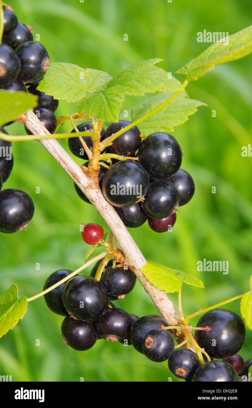 Johannisbeere schwarz hi-res stock photography and images - Alamy