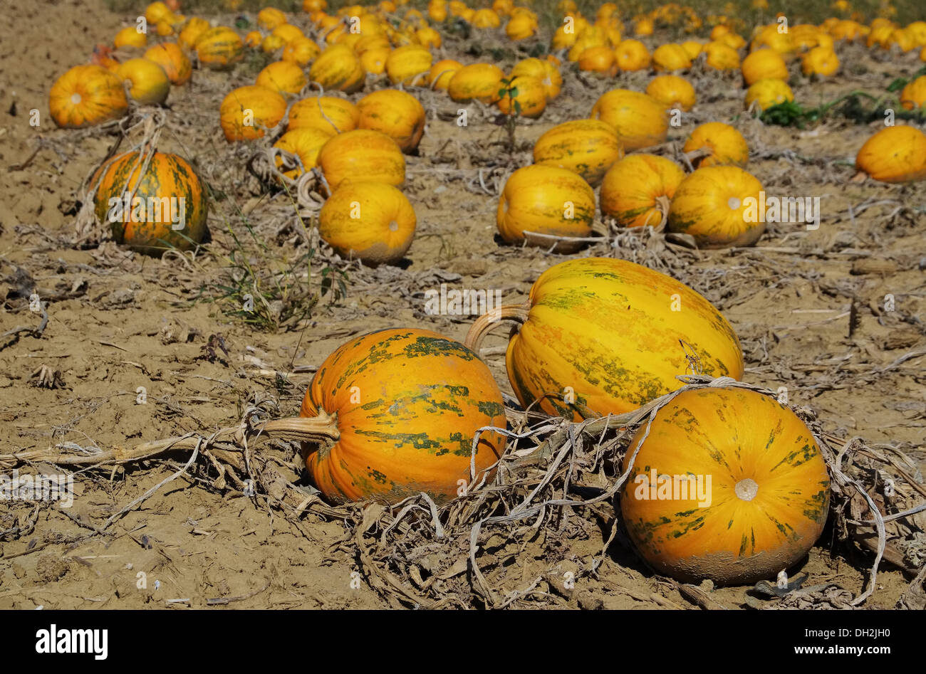 Pumkin field hi-res stock photography and images - Alamy