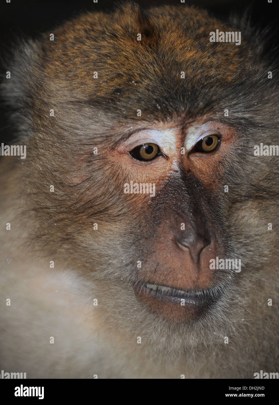 Little monkey with big monkey hi-res stock photography and images - Alamy