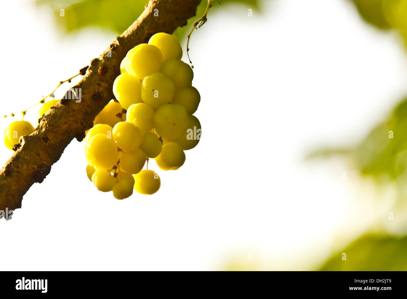 Gooseberry stem hi-res stock photography and images - Alamy