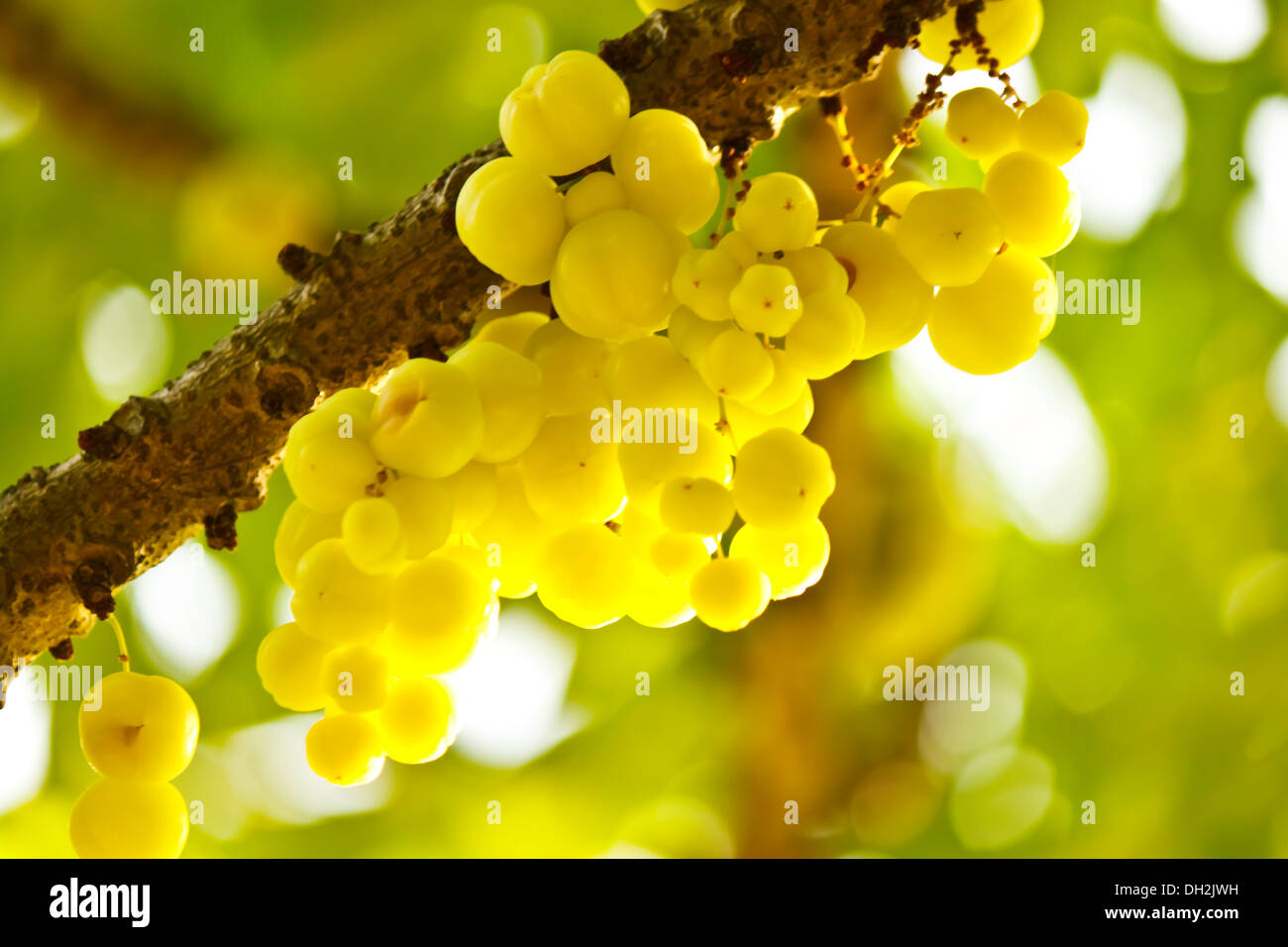 Gooseberry farm hi-res stock photography and images - Alamy