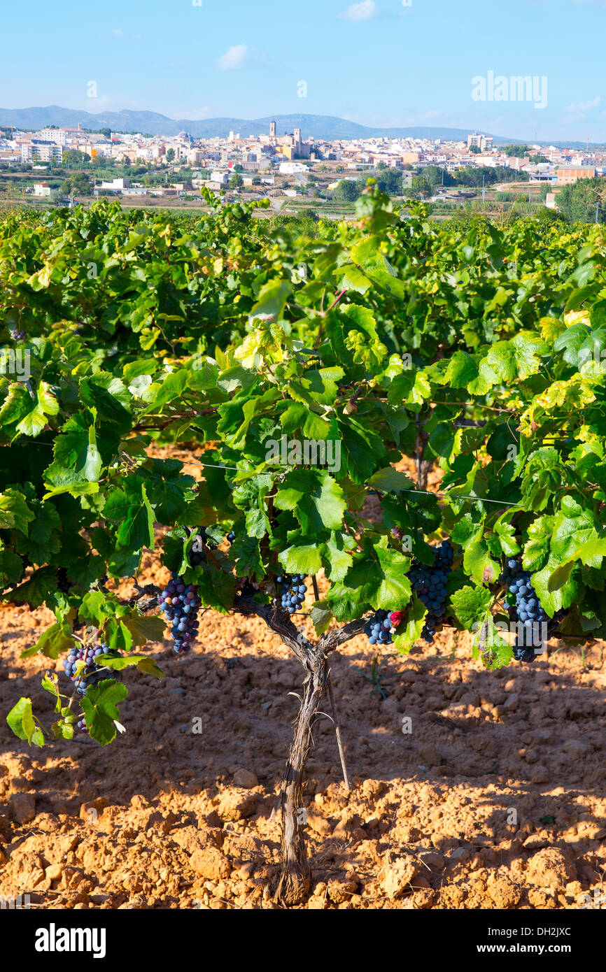 Requena in Valencia province a wine region of Spain from vineyard view ...