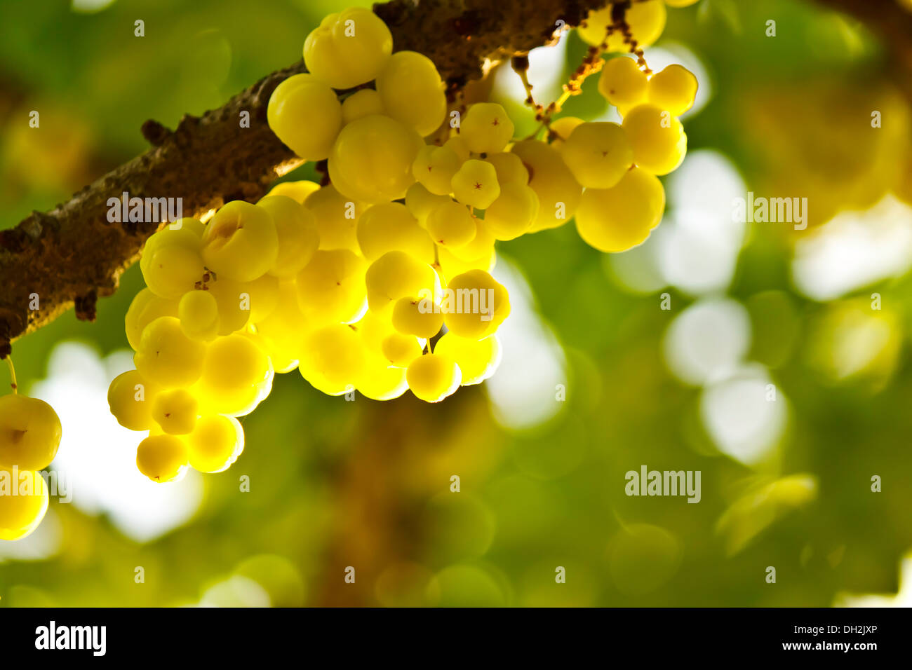 Gooseberry stem hi-res stock photography and images - Alamy