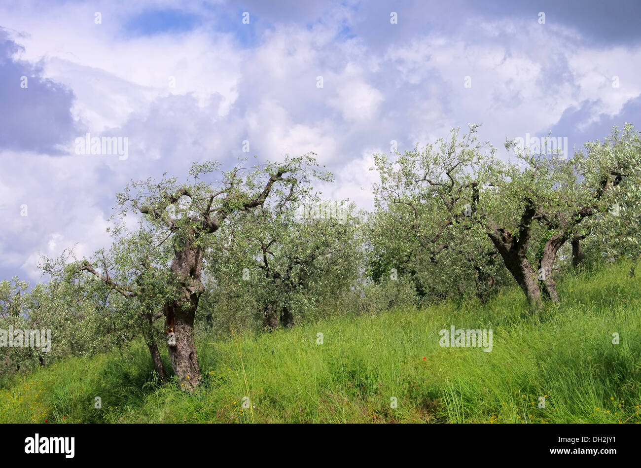 Olivenbaum in der Toskana - olive tree in Tuscany 05 Stock Photo - Alamy