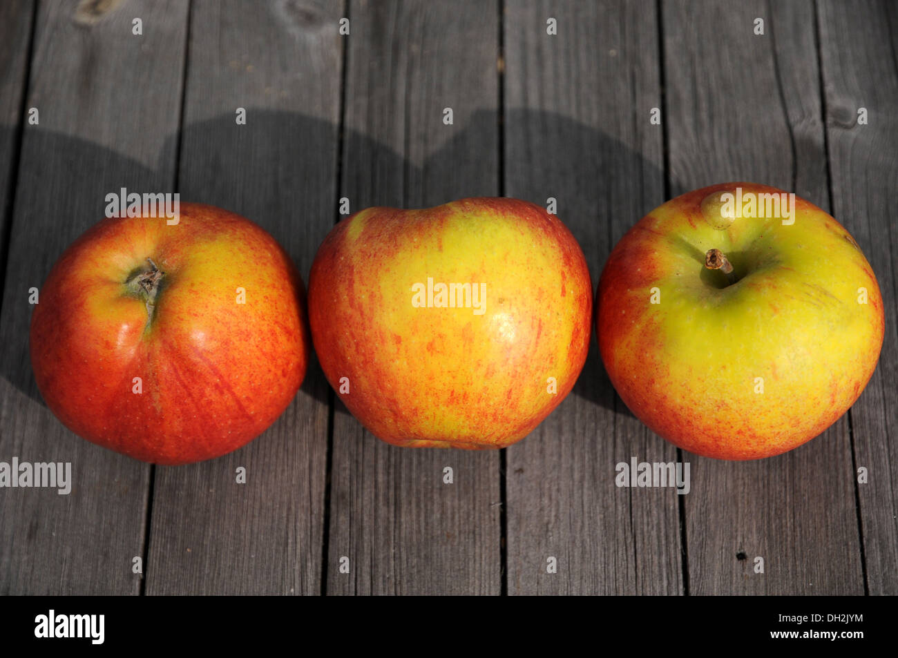 Apple Tree Malus Domestica Pinova High Resolution Stock Photography and ...