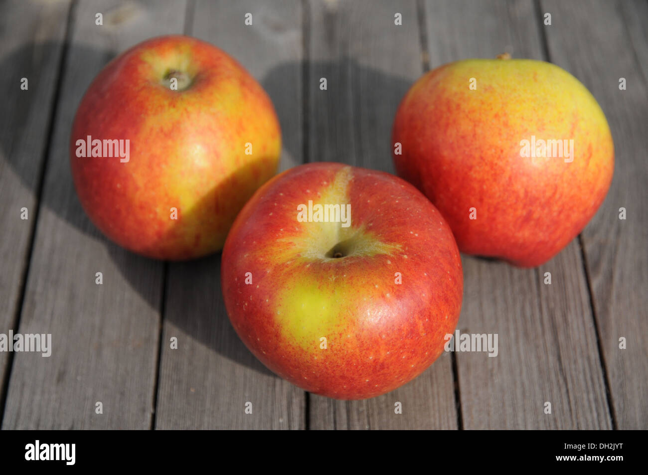 Apple Tree Malus Domestica Pinova High Resolution Stock Photography and ...