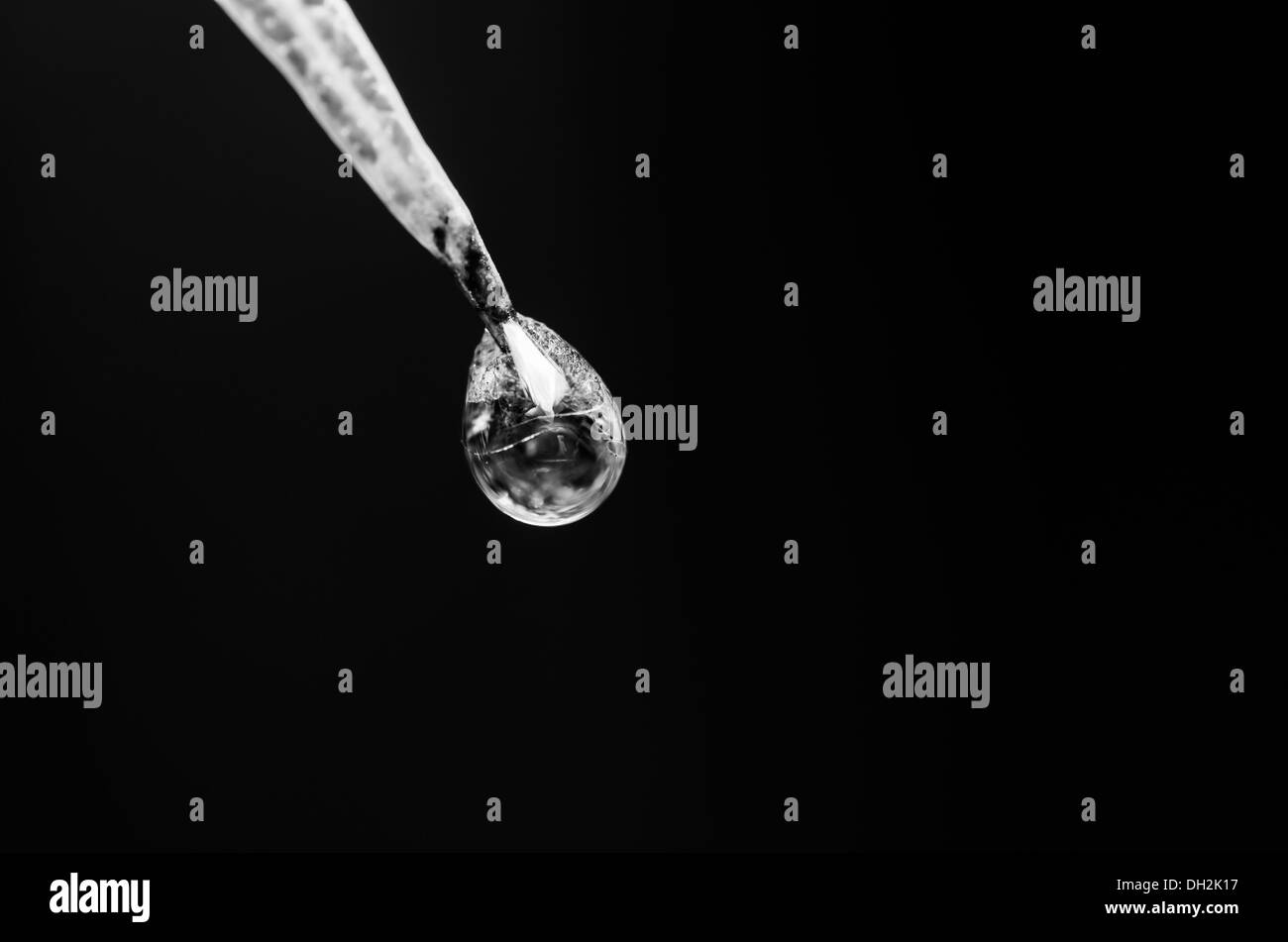 Green grass drops water Black and White Stock Photos & Images - Alamy