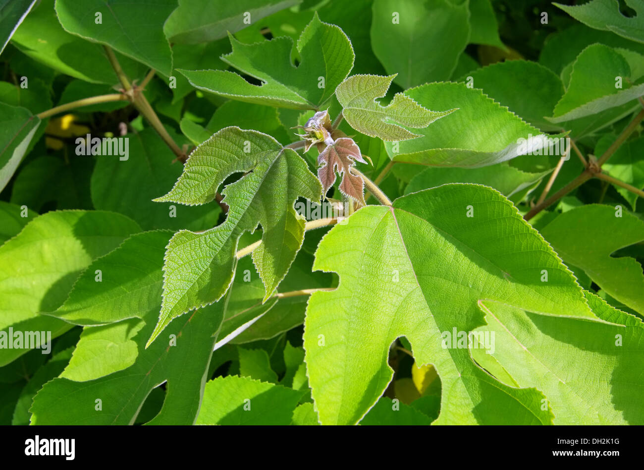 Mulberry tree leaves hi-res stock photography and images - Alamy