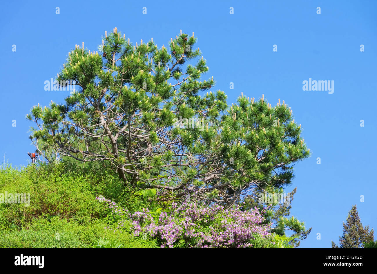 Pine tree hi-res stock photography and images - Alamy